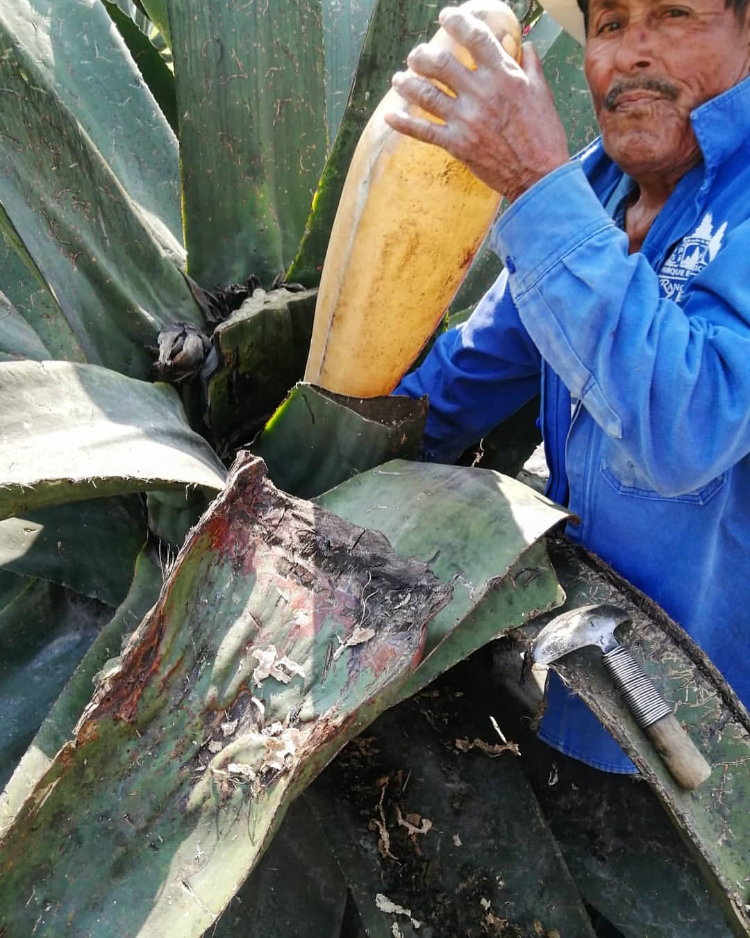 Raspar: El arte con maguey