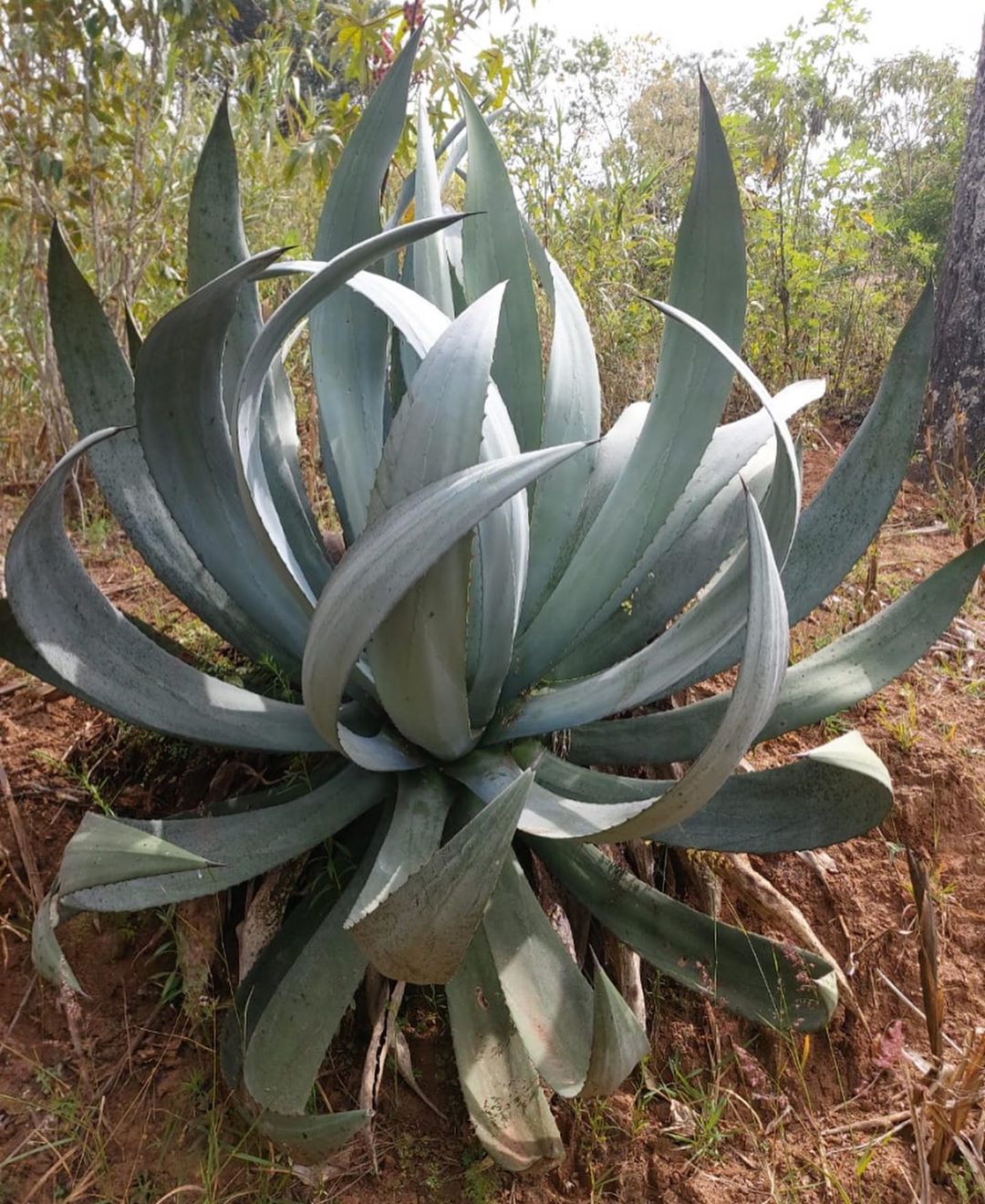 Raspar: El arte con maguey